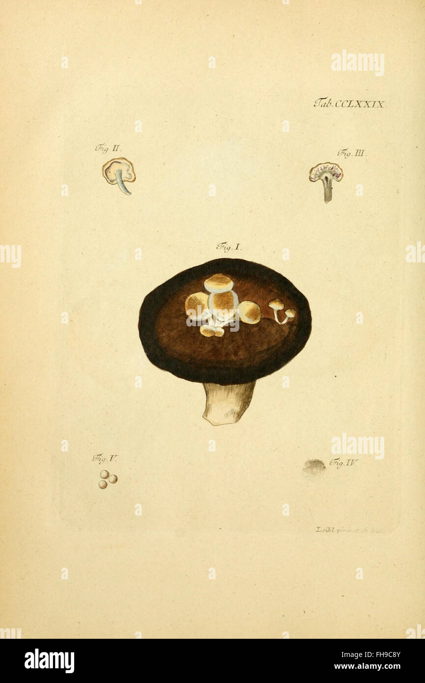 Fungi of Bavaria, Bavaria, Fungal species, Ratisbon, Natural history ...