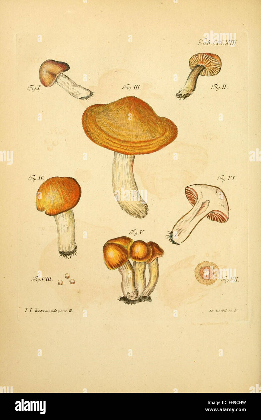 A botanical work illustrating the fungi species native to Bavaria and ...