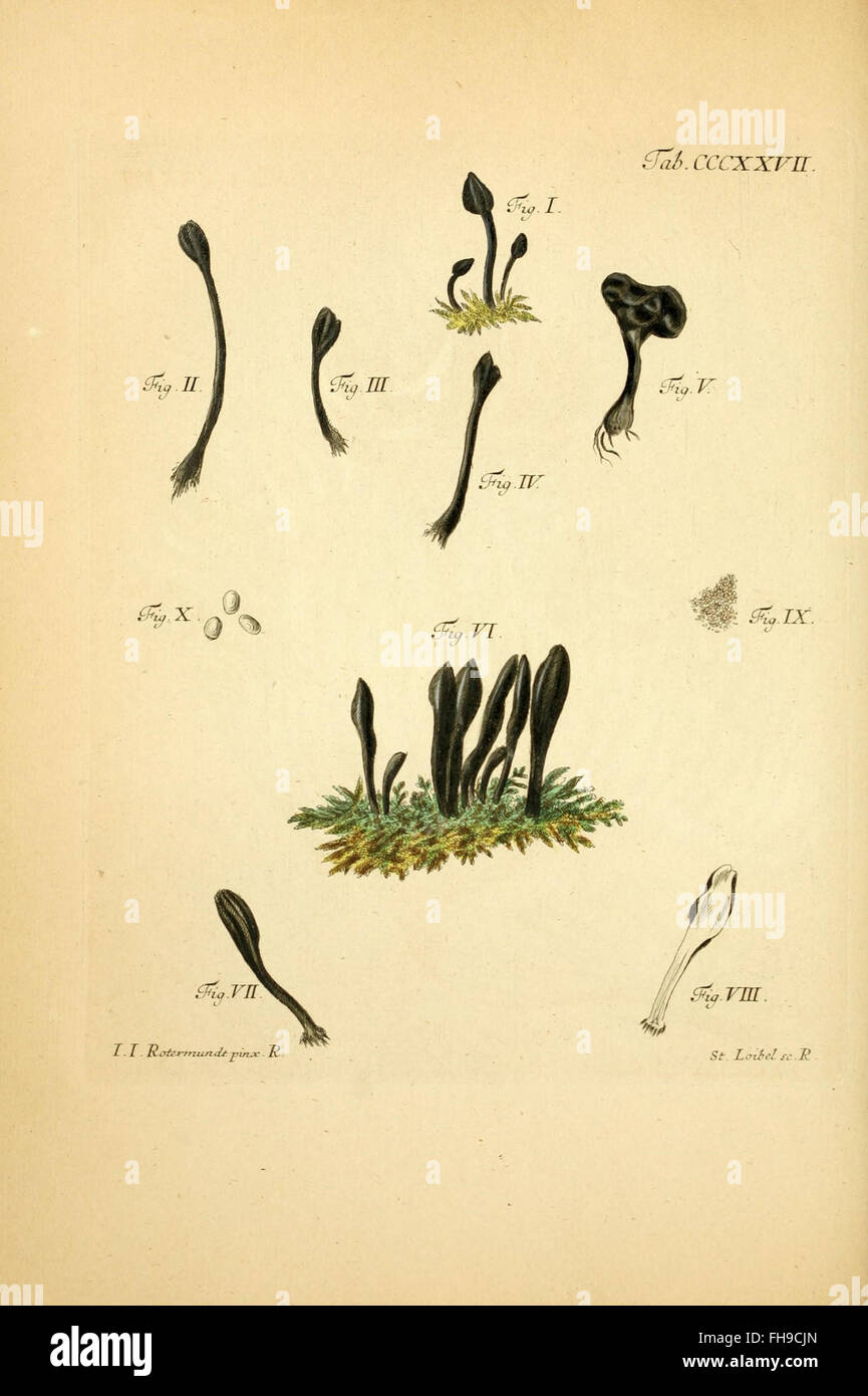 Fungorum qui in Bavaria et Palatinatu circa Ratisbonam nascuntur icones ...