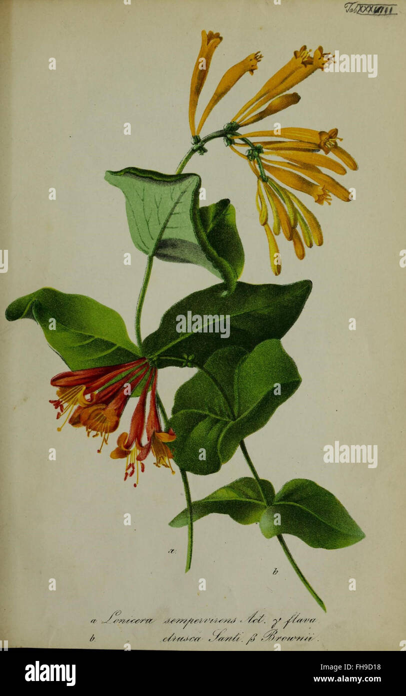 Harvard University Botany Libraries, Periodicals, Plants, Ornamental ...