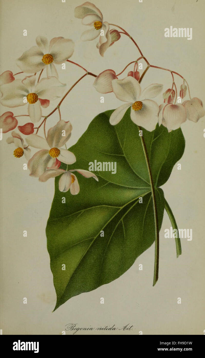 Gartenflora, Harvard University Botany Libraries, Periodicals, Plants ...