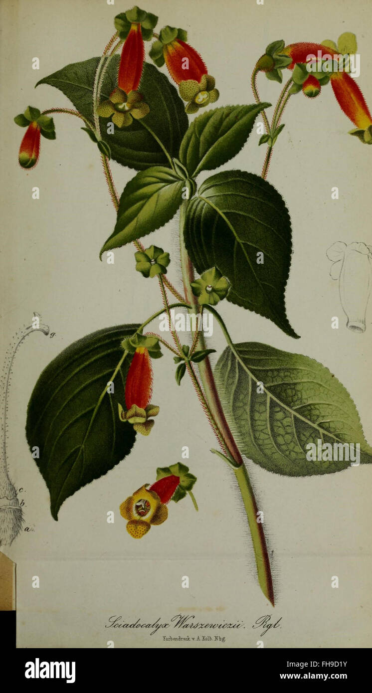 Gartenflora, Harvard University Botany Libraries Periodicals Plants ...