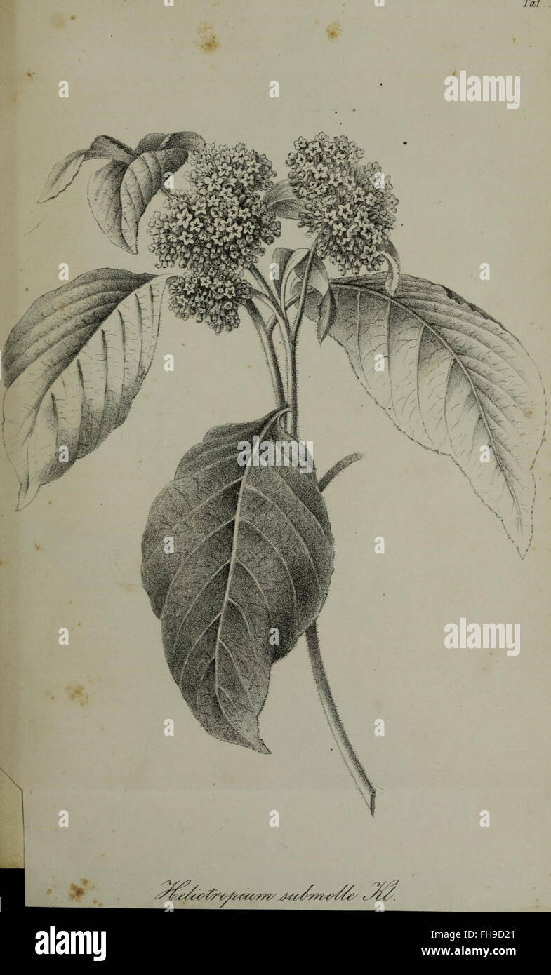 Gartenflora, Periodicals, Harvard University Botany Libraries ...