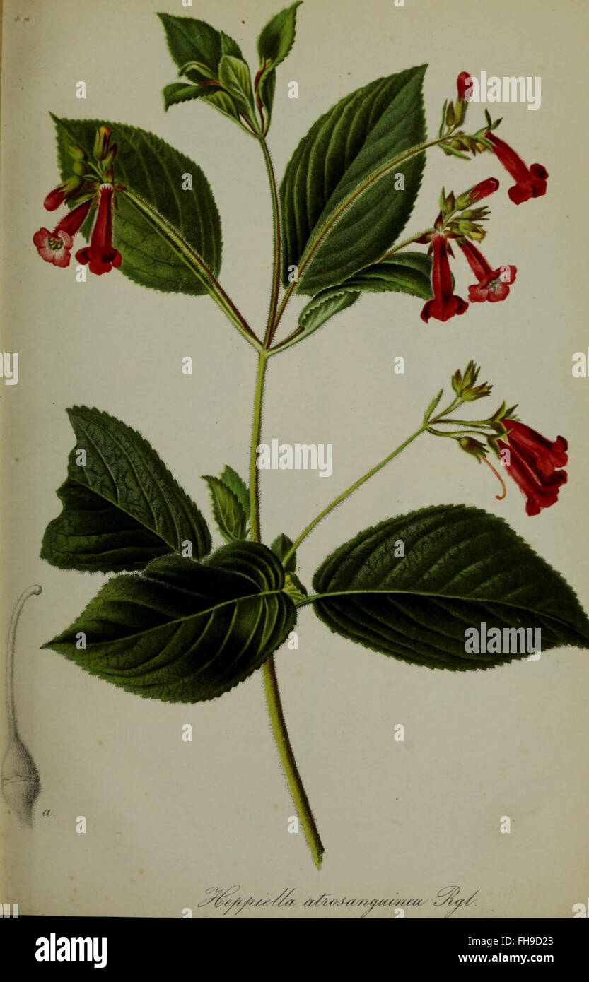 A botanical periodical housed in the Harvard University Botany ...