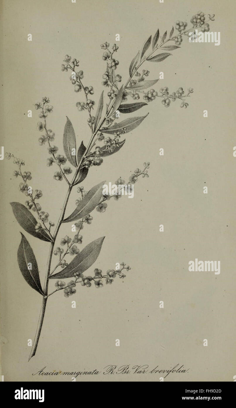 Gartenflora, Harvard University Botany Libraries Periodicals Plants ...