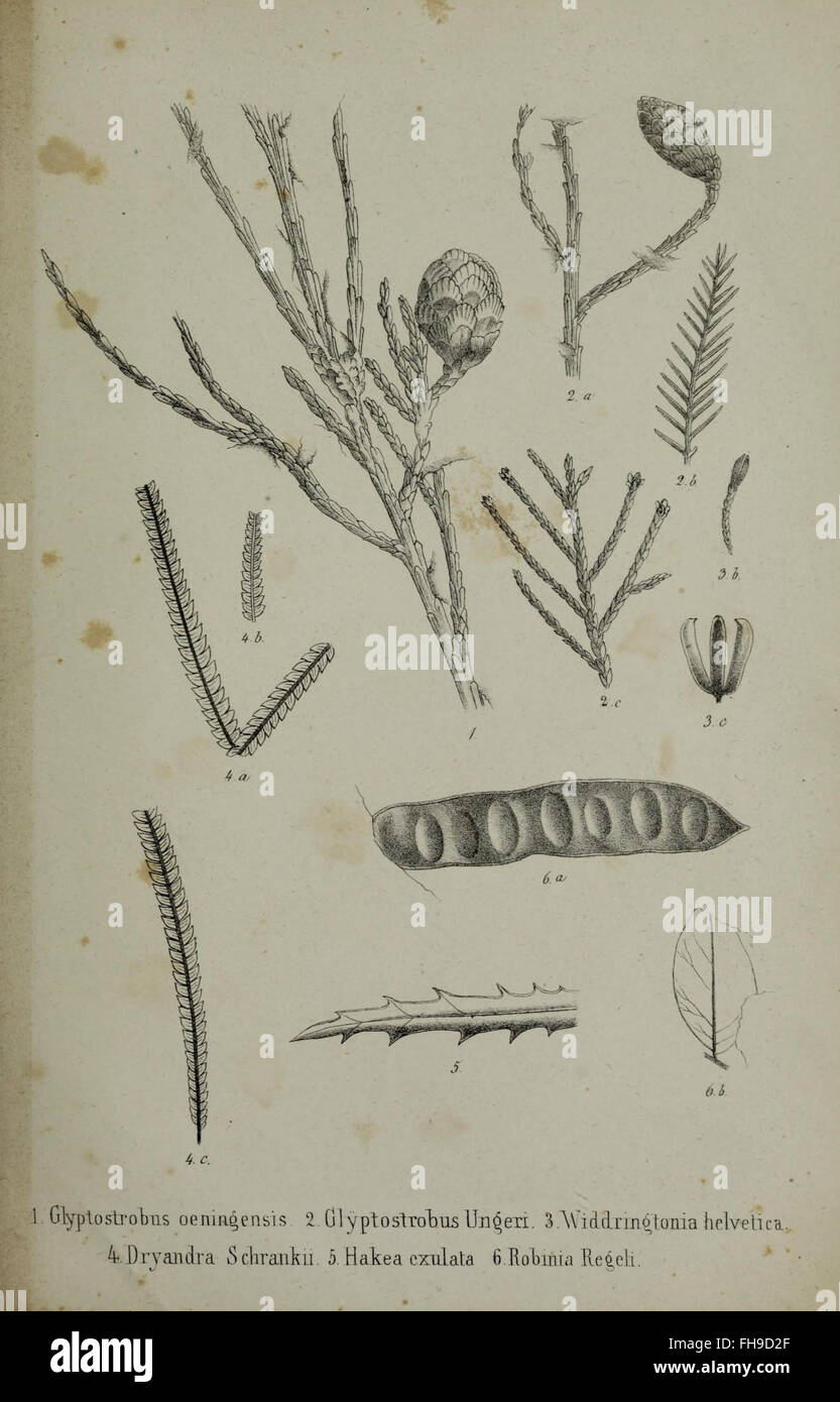 A periodical dedicated to ornamental gardening and plant cultivation ...