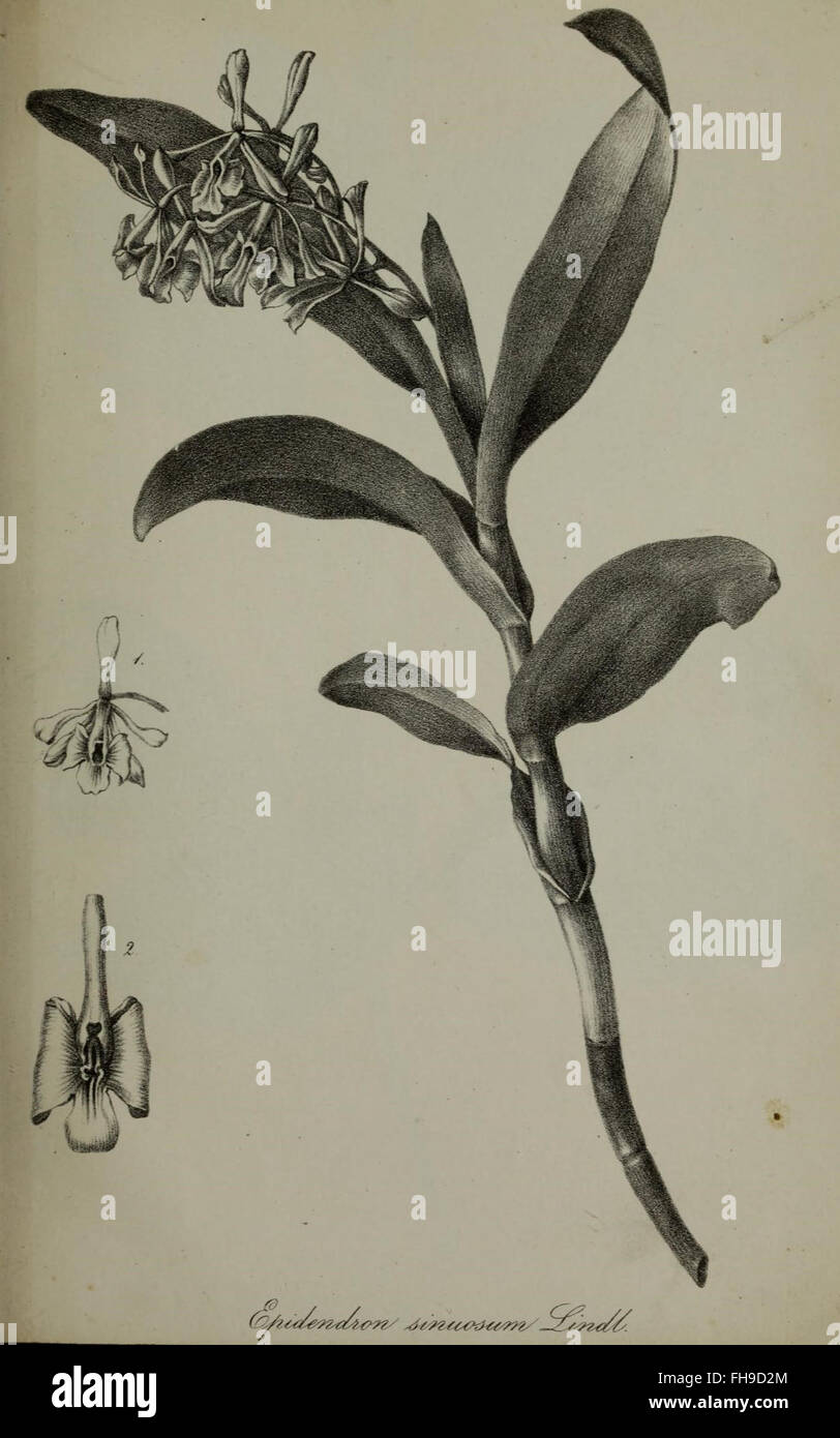Gartenflora, Harvard University Botany Libraries, Periodicals, Plants ...