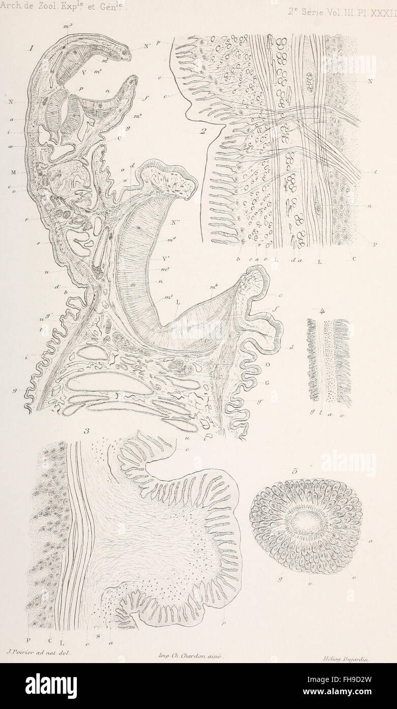 Zoological journal focusing on experimental and general studies of ...