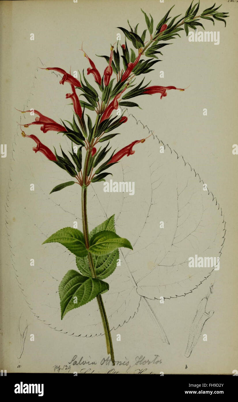 A periodical collection of ornamental gardening and plant studies from ...