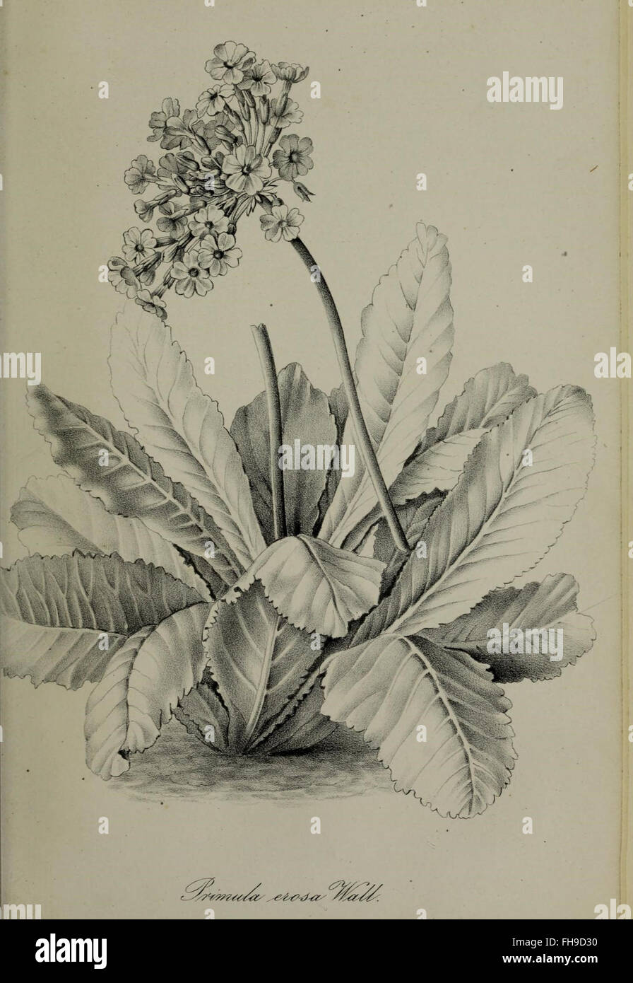 A periodical from the Harvard University Botany Libraries, dedicated to ...