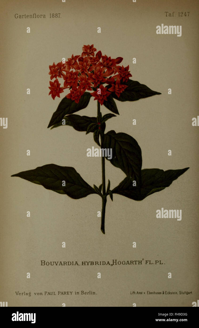 A collection of botanical periodicals titled 'Gartenflora', housed in ...