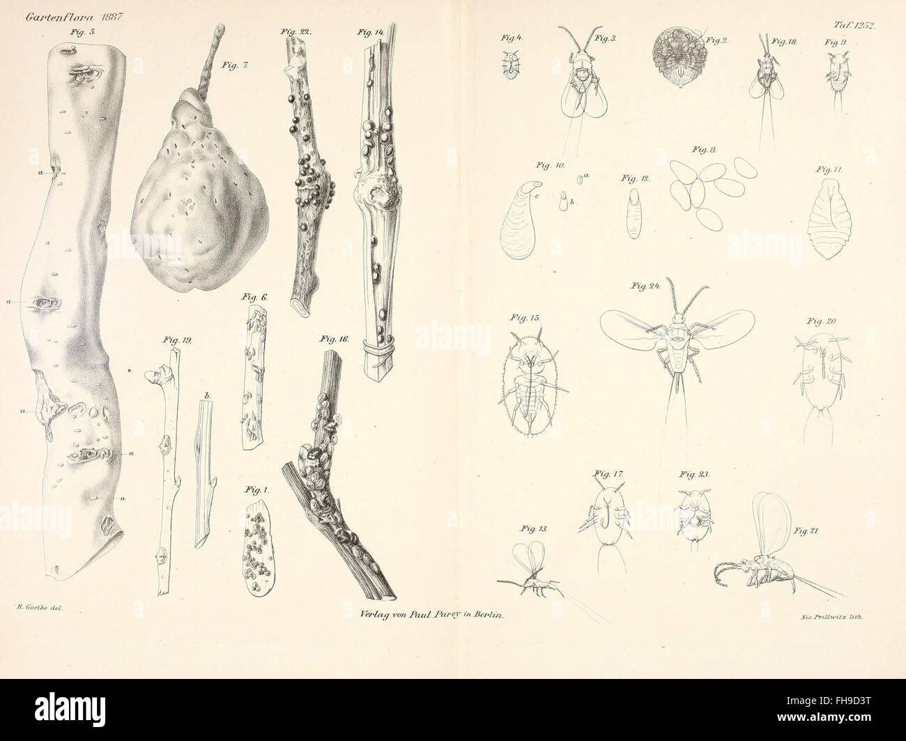 A botanical periodical from the Harvard University Botany Libraries ...