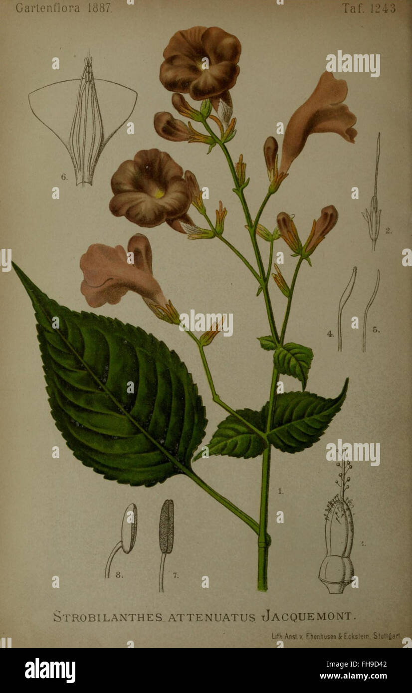 A periodical from the Harvard University Botany Libraries focusing on ...