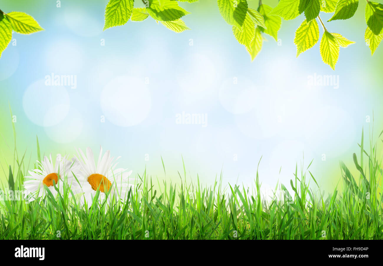 Abstract sunny spring background with grass and chamomile flowers Stock ...