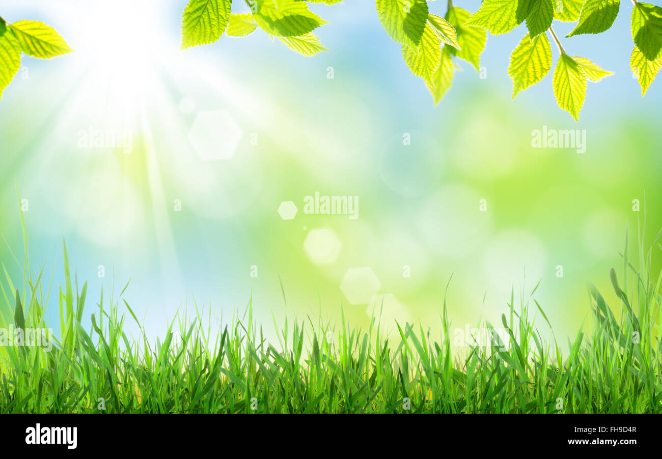 Abstract sunny spring background with grass and leaves Stock Photo - Alamy