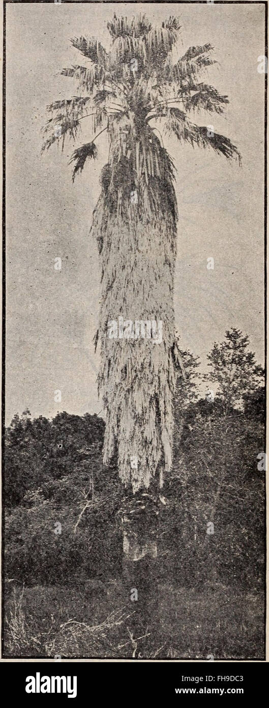 A comprehensive catalog of high-grade seeds from 1908, detailing ...