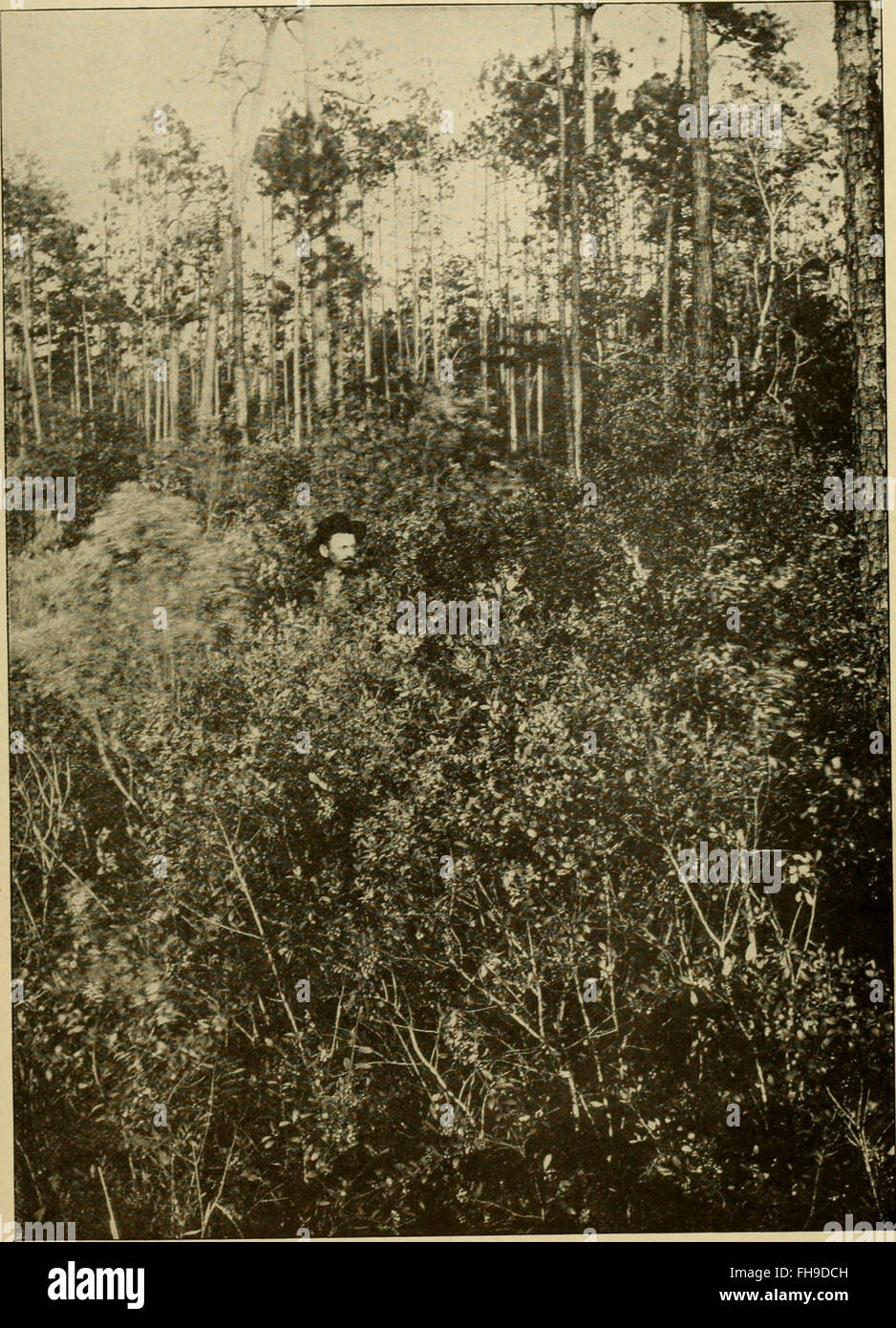 Gleanings in Bee Culture (1907), a comprehensive guide to apiculture ...