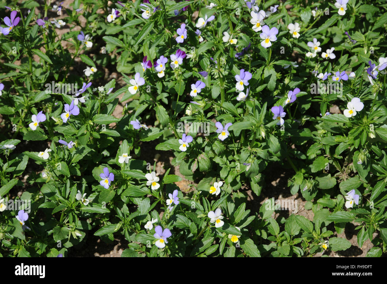 Dreifarbiges High Resolution Stock Photography and Images - Alamy