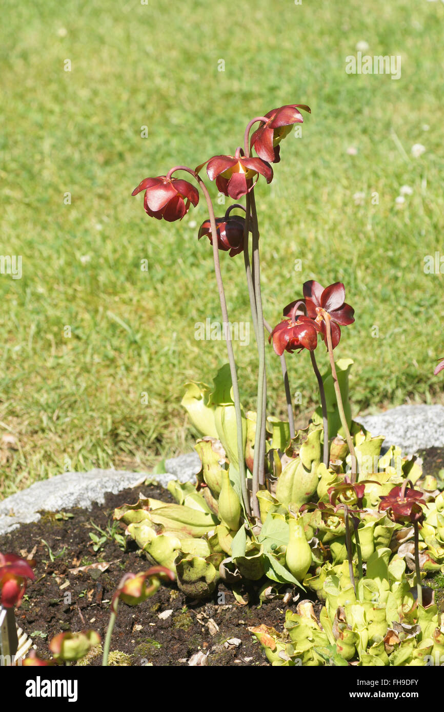 Red pitcher plant Stock Photo - Alamy