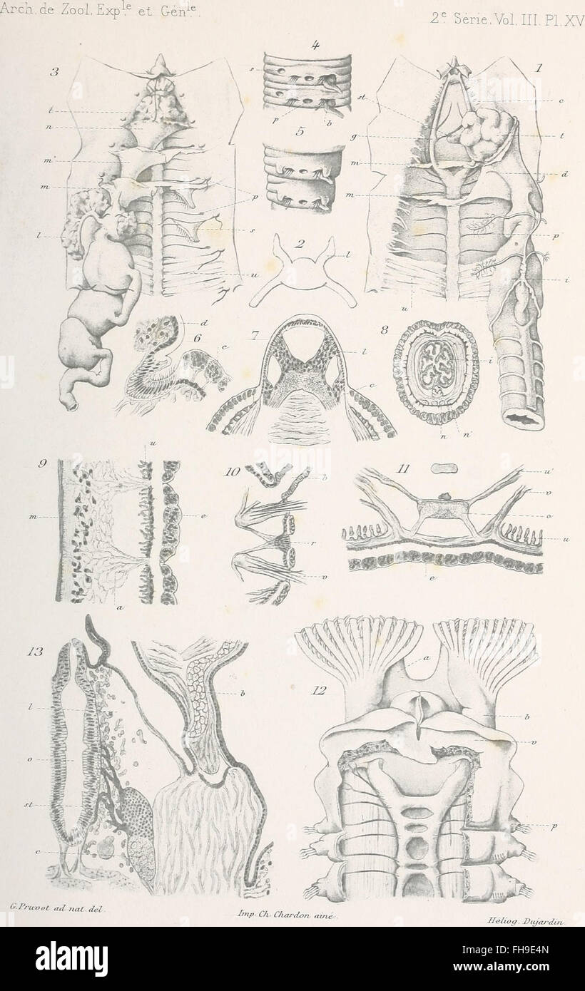 A 1885 journal dedicated to experimental and general zoology, focusing ...