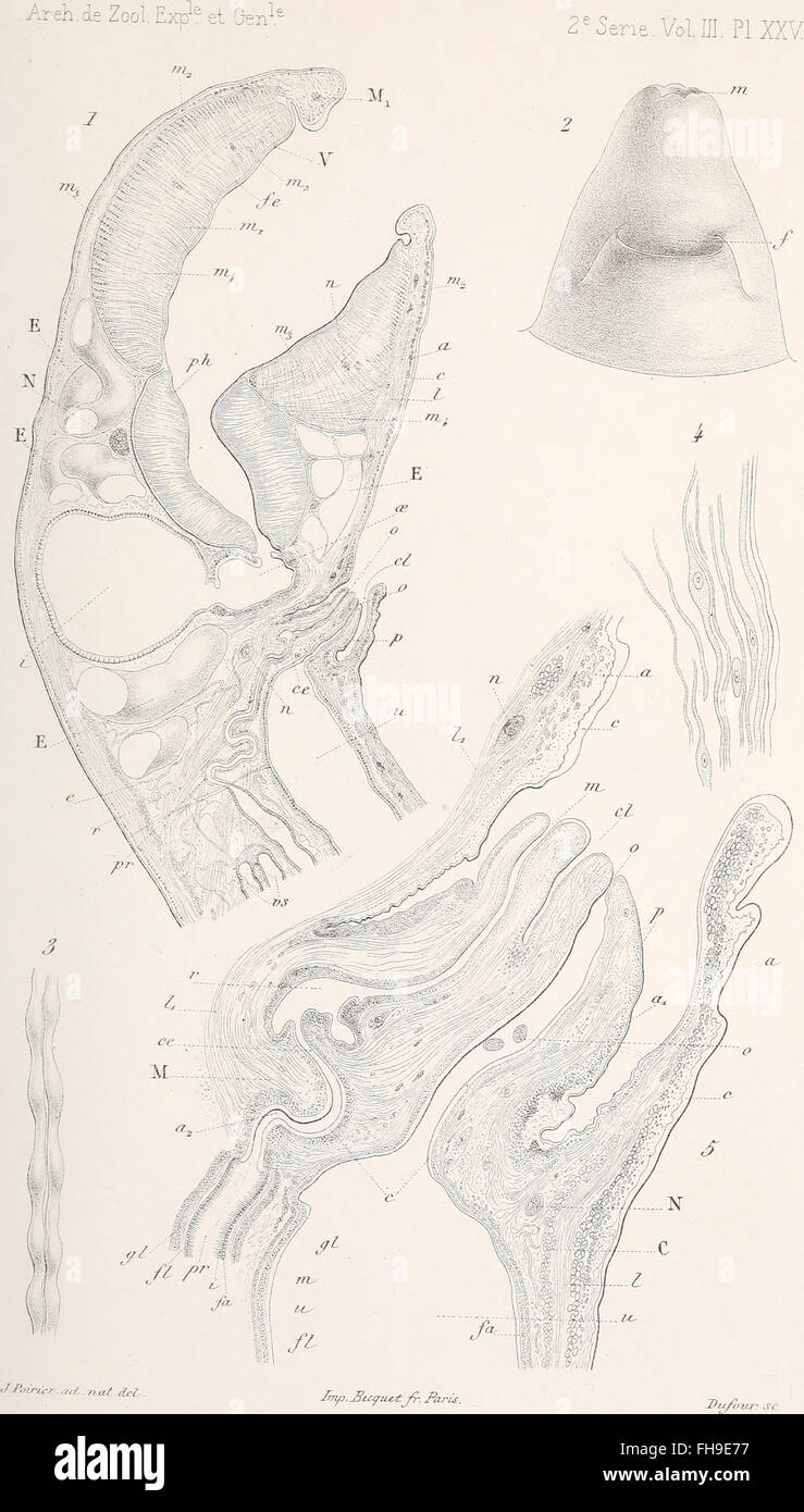 A 19th-century journal dedicated to experimental and general zoology ...