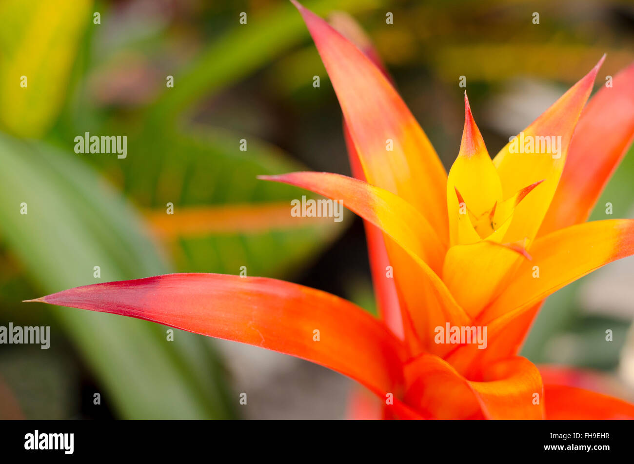 Fire plant hi-res stock photography and images - Alamy