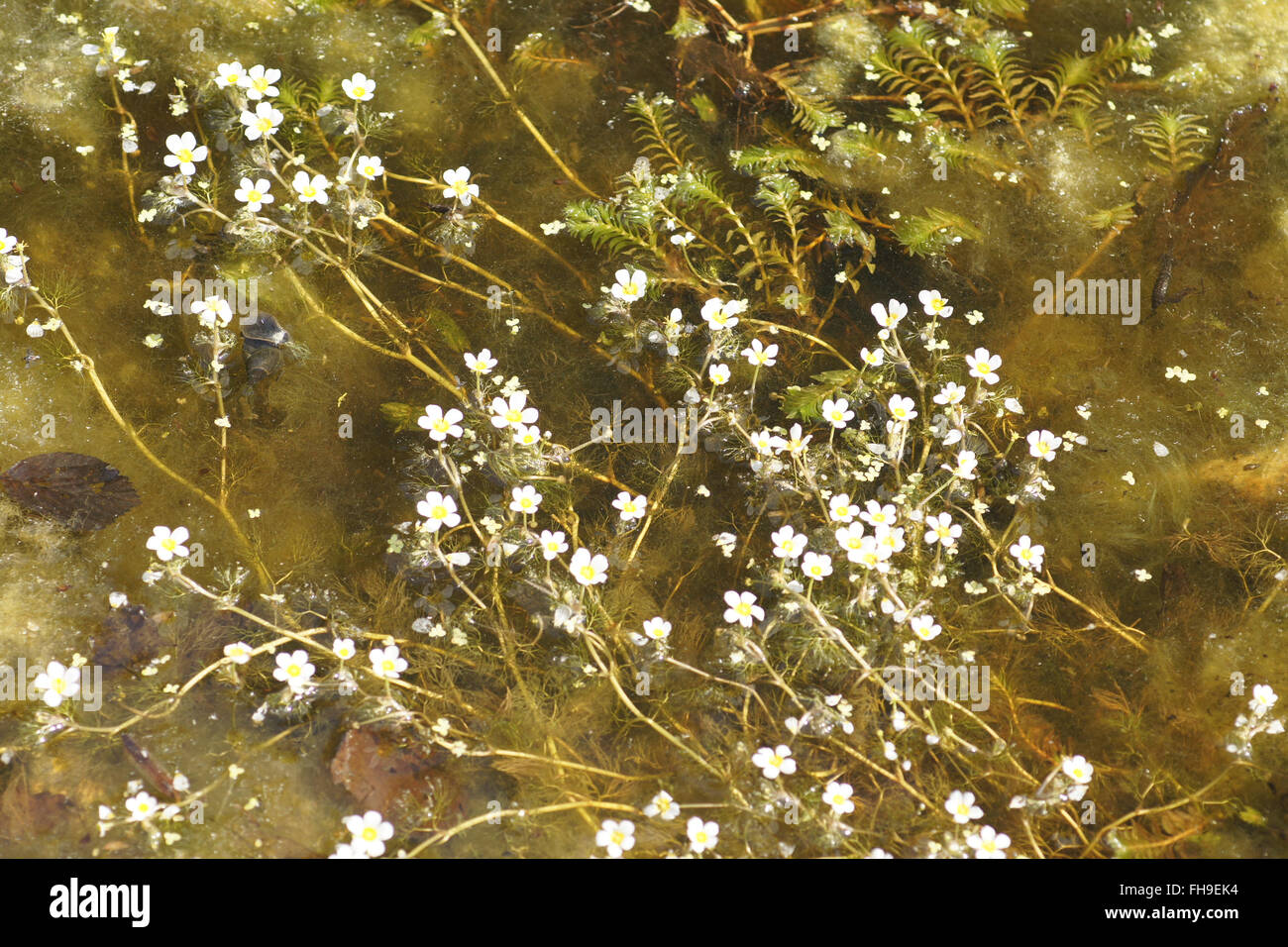 White water buttercup Stock Photo - Alamy