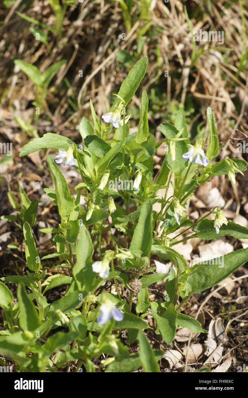Grabenveilchen hi-res stock photography and images - Alamy