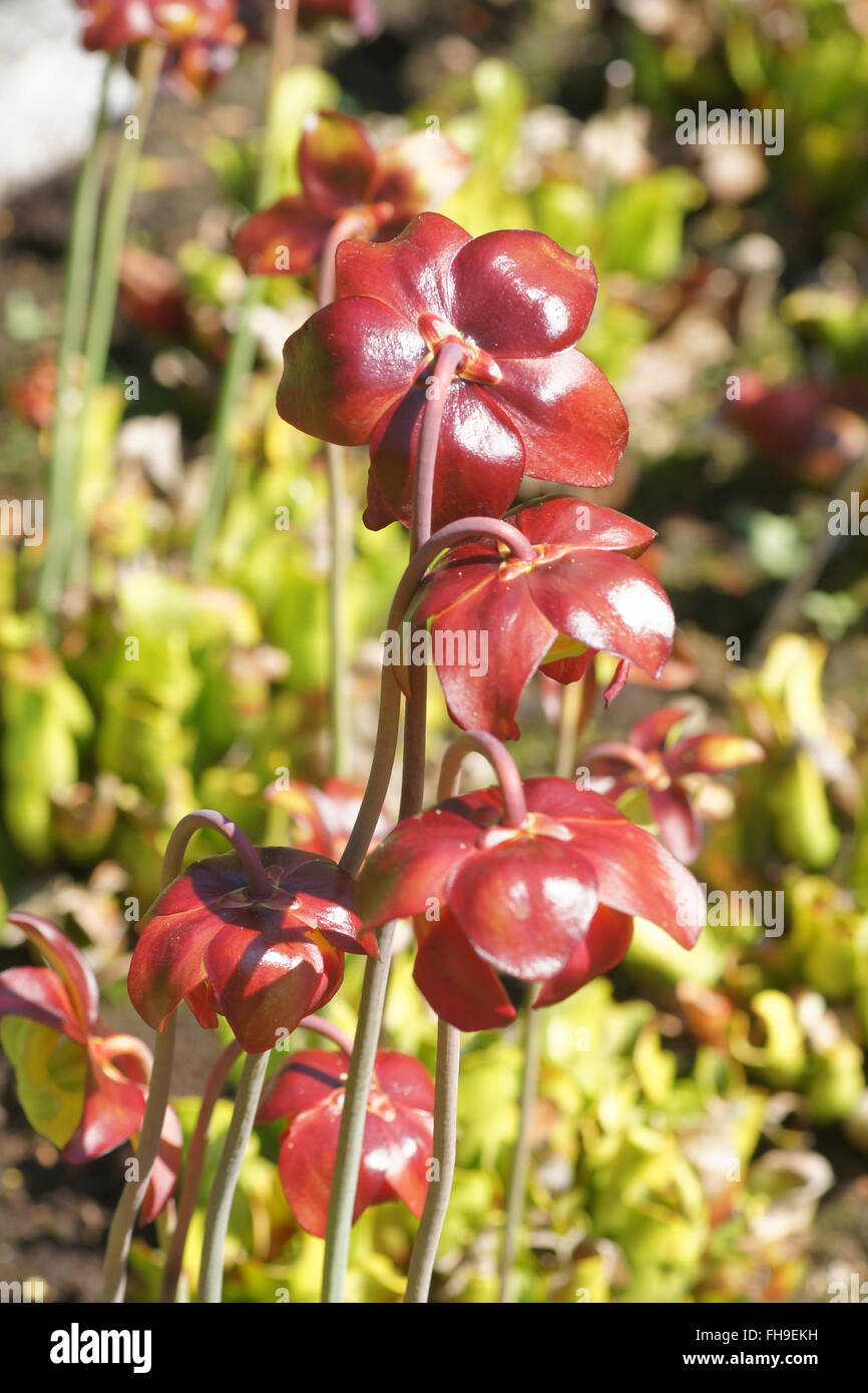 Red pitcher plant Stock Photo - Alamy