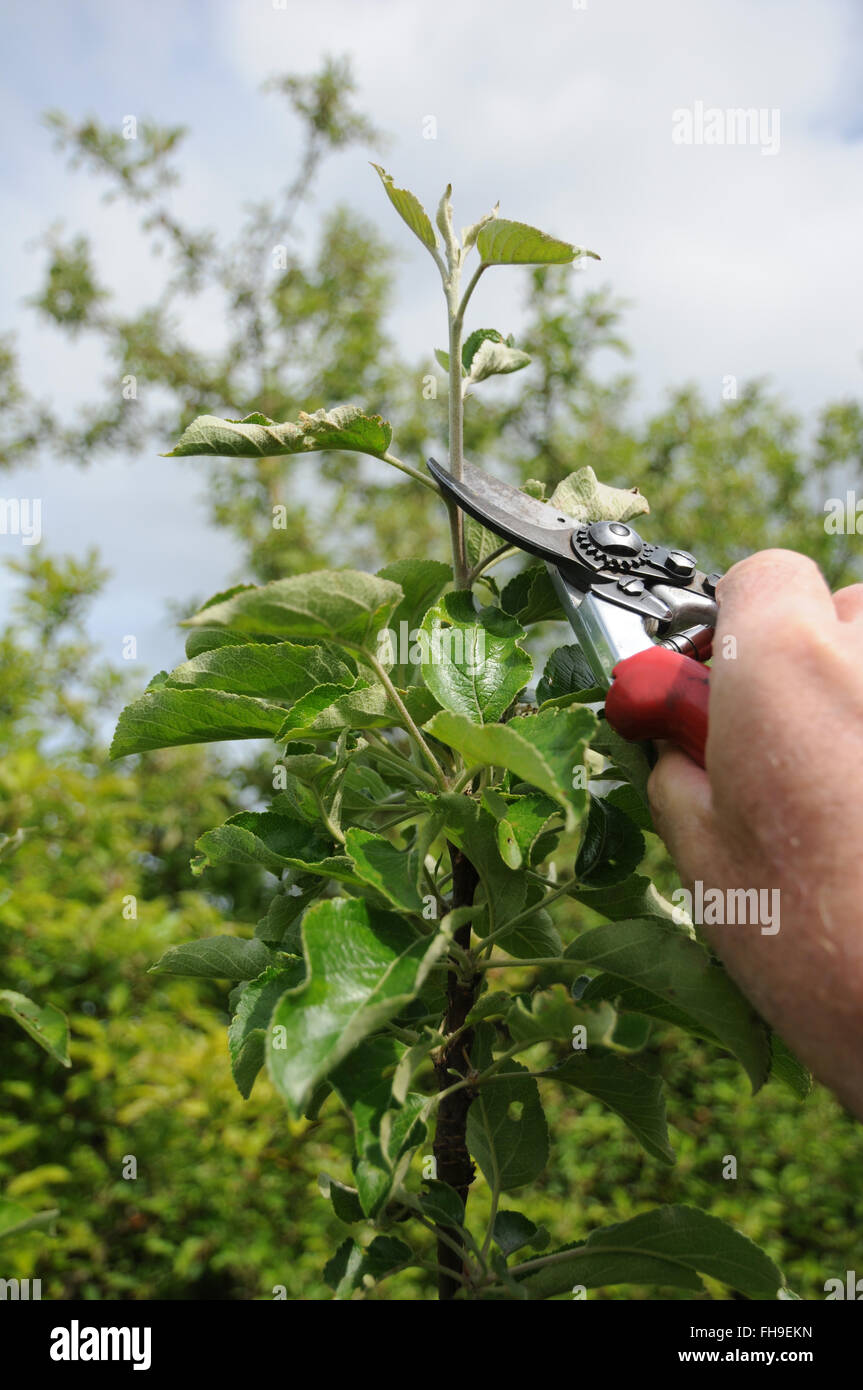 Apple tree pinching Stock Photo - Alamy