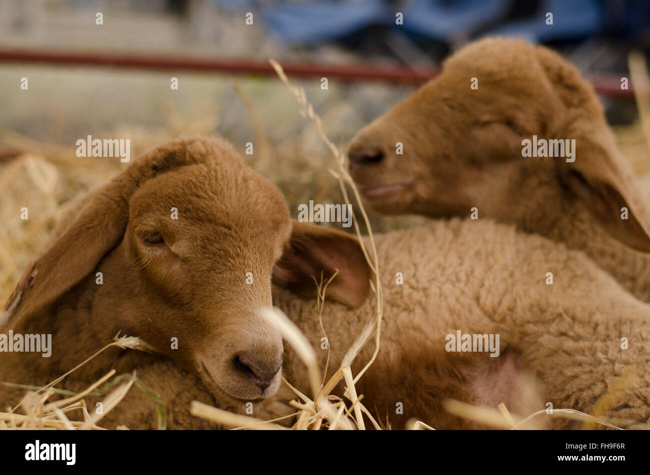 Rest animals hi-res stock photography and images - Alamy