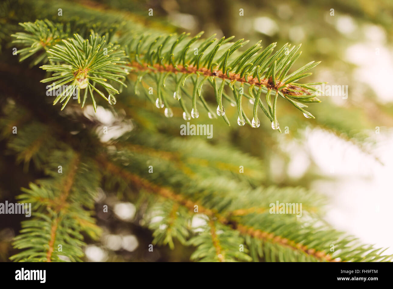 Fir-tree branch with water droplets Stock Photo - Alamy