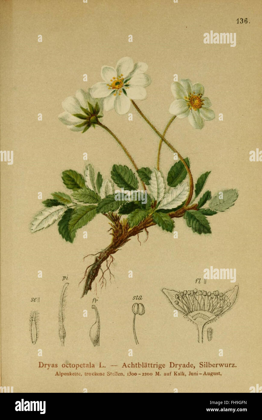 Alps, Atlases, Mertz Library, The New York Botanical Garden, Mountain ...