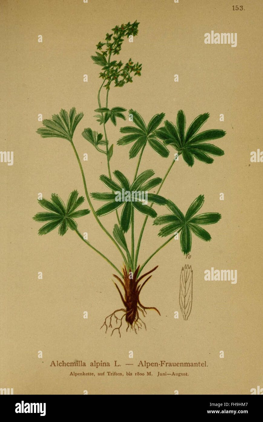 An atlas of Alpine flora, featuring detailed illustrations and ...