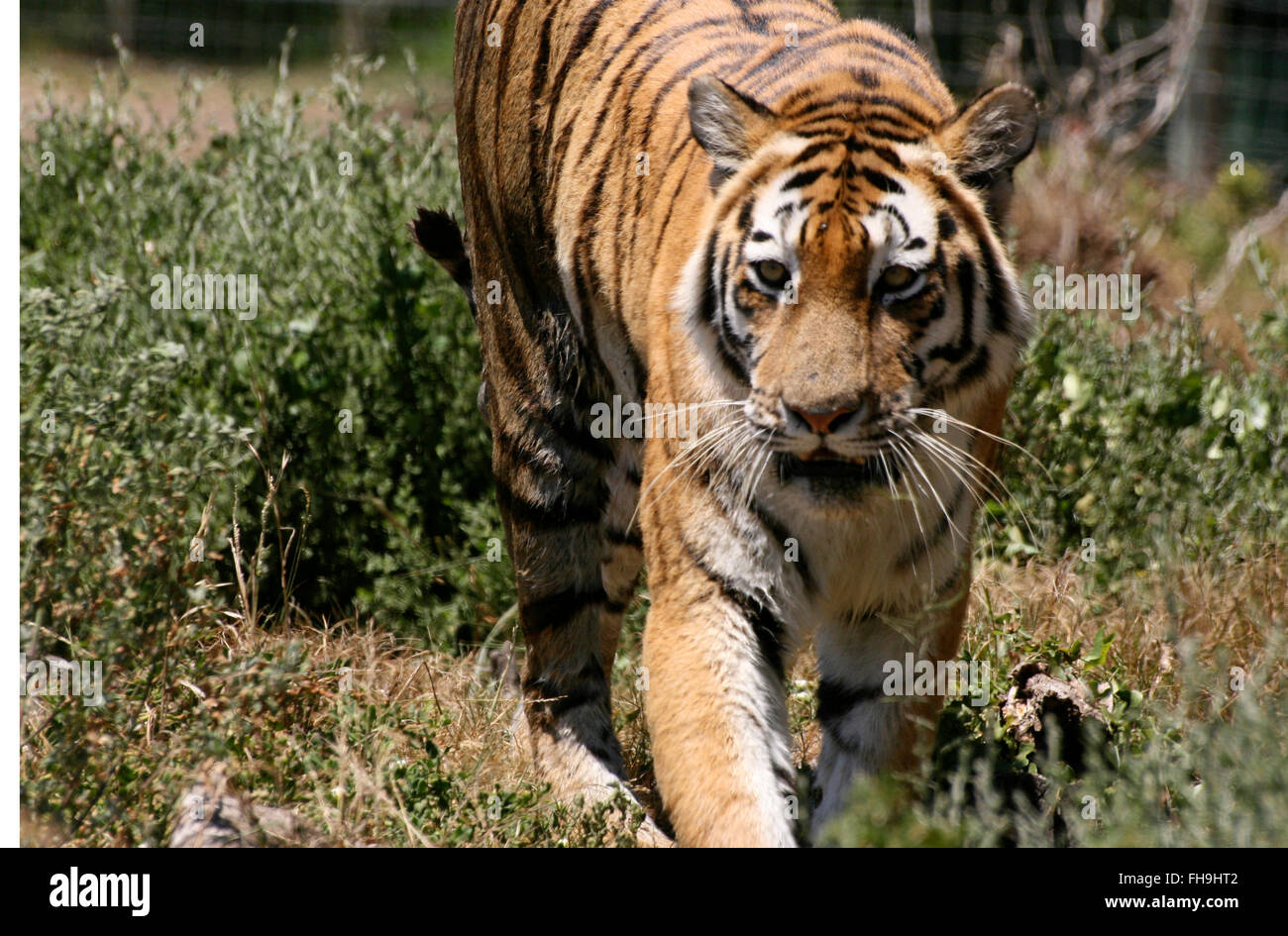 Tiger approaching hi-res stock photography and images - Alamy