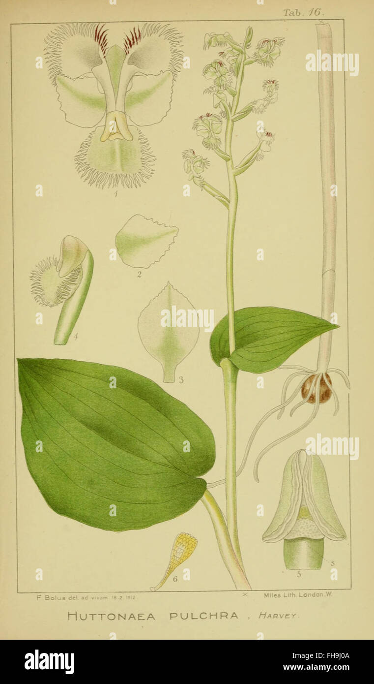 Botanical work on South African orchids, showcasing various species of ...