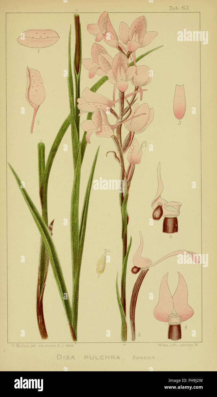 Harry Bolus - Orchids of South Africa - volume III pla, Mertz Library ...