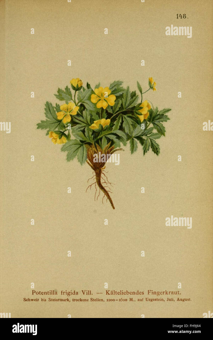 A comprehensive atlas of Alpine flora, documenting mountain plant ...