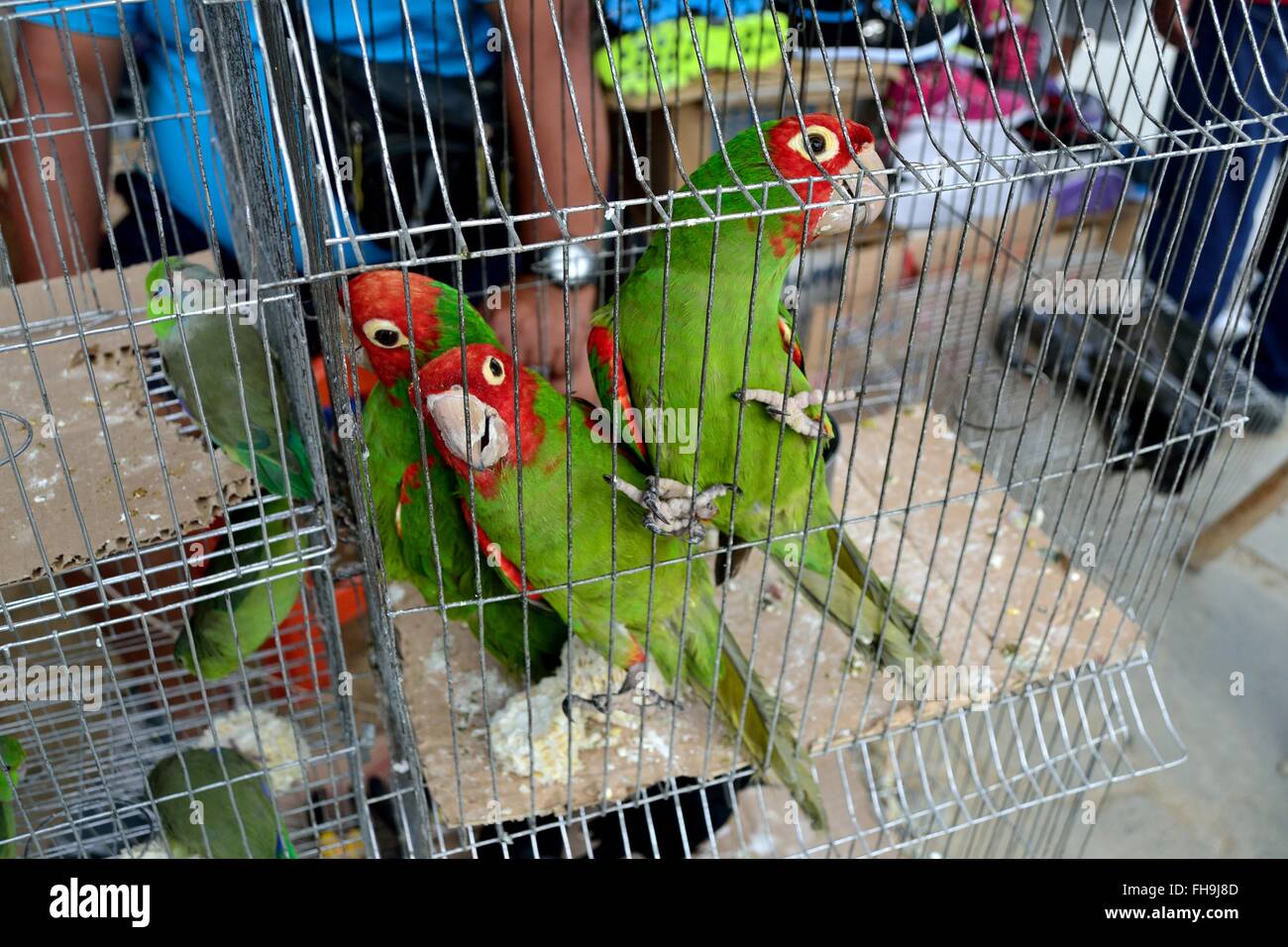 Parrots - Market in PAITA. Department of Piura .PERU Stock Photo - Alamy