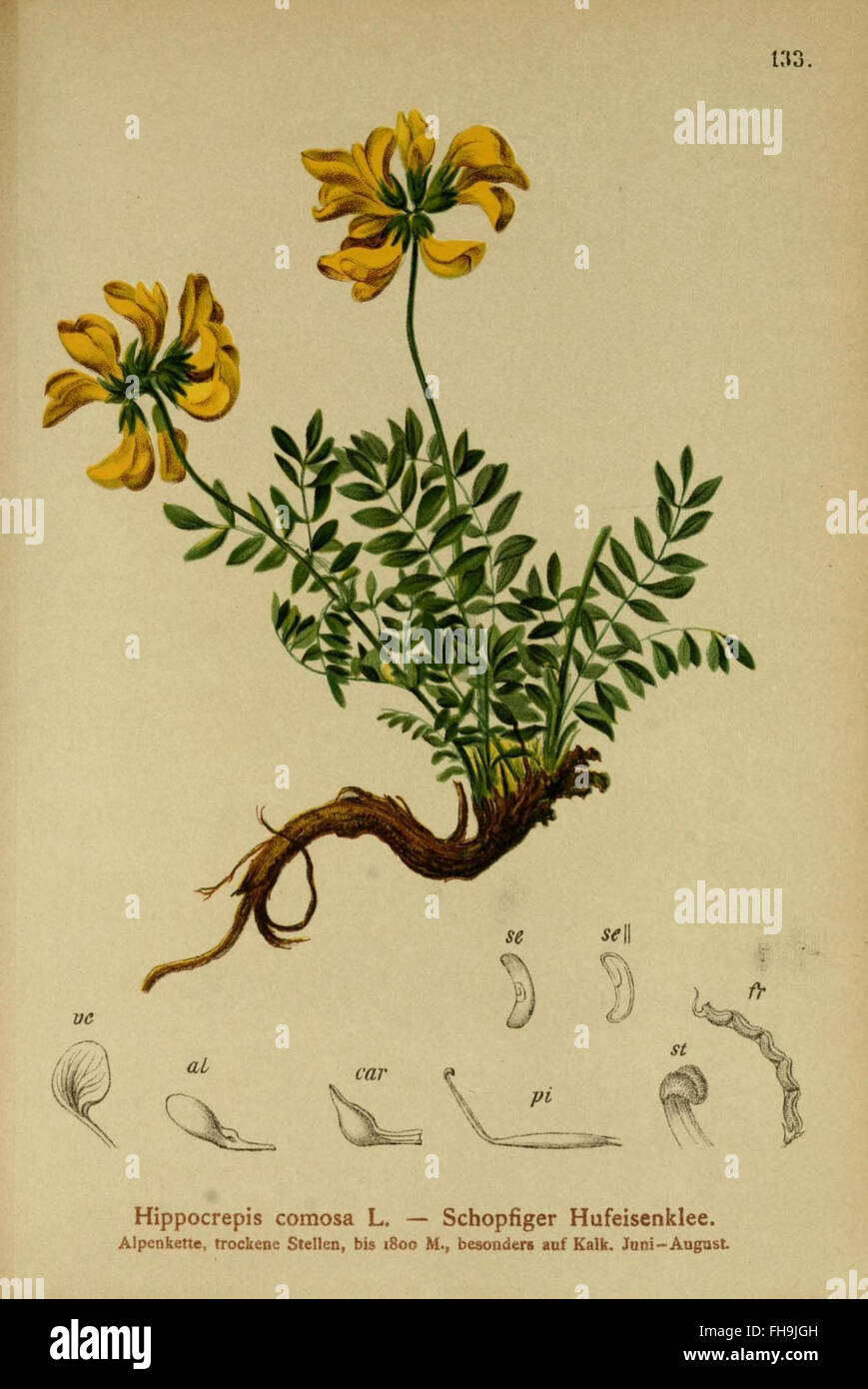 An additional volume of the 'Atlas der Alpenflora,' continuing the ...
