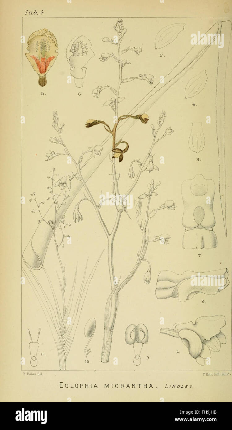 From the Congo to the Niger and the Nile - an account of The German ...