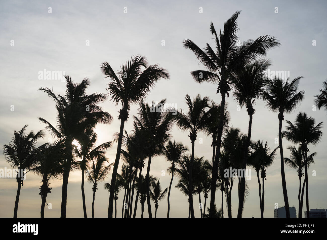 Brazil, Bahia, palm trees Stock Photo - Alamy