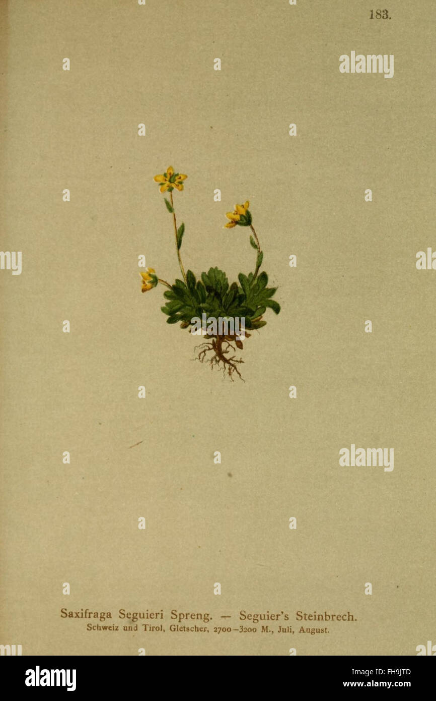 Atlas of Alpine flora, documenting plant species native to the Alps ...
