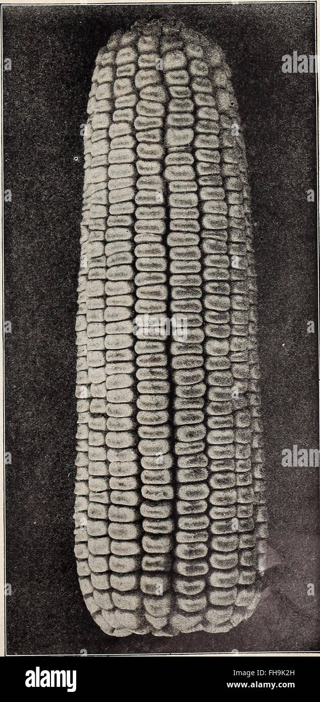 A 1912 catalog from Hastings' Seeds, offering a variety of seeds for ...