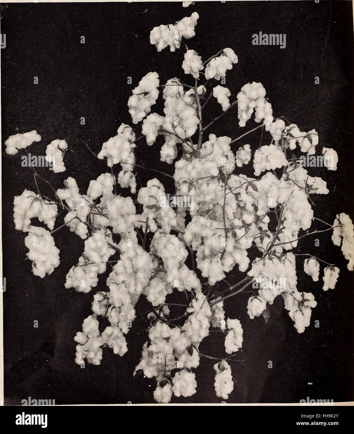 The 1912 spring catalogue by Hastings' Seeds, offering a variety of ...