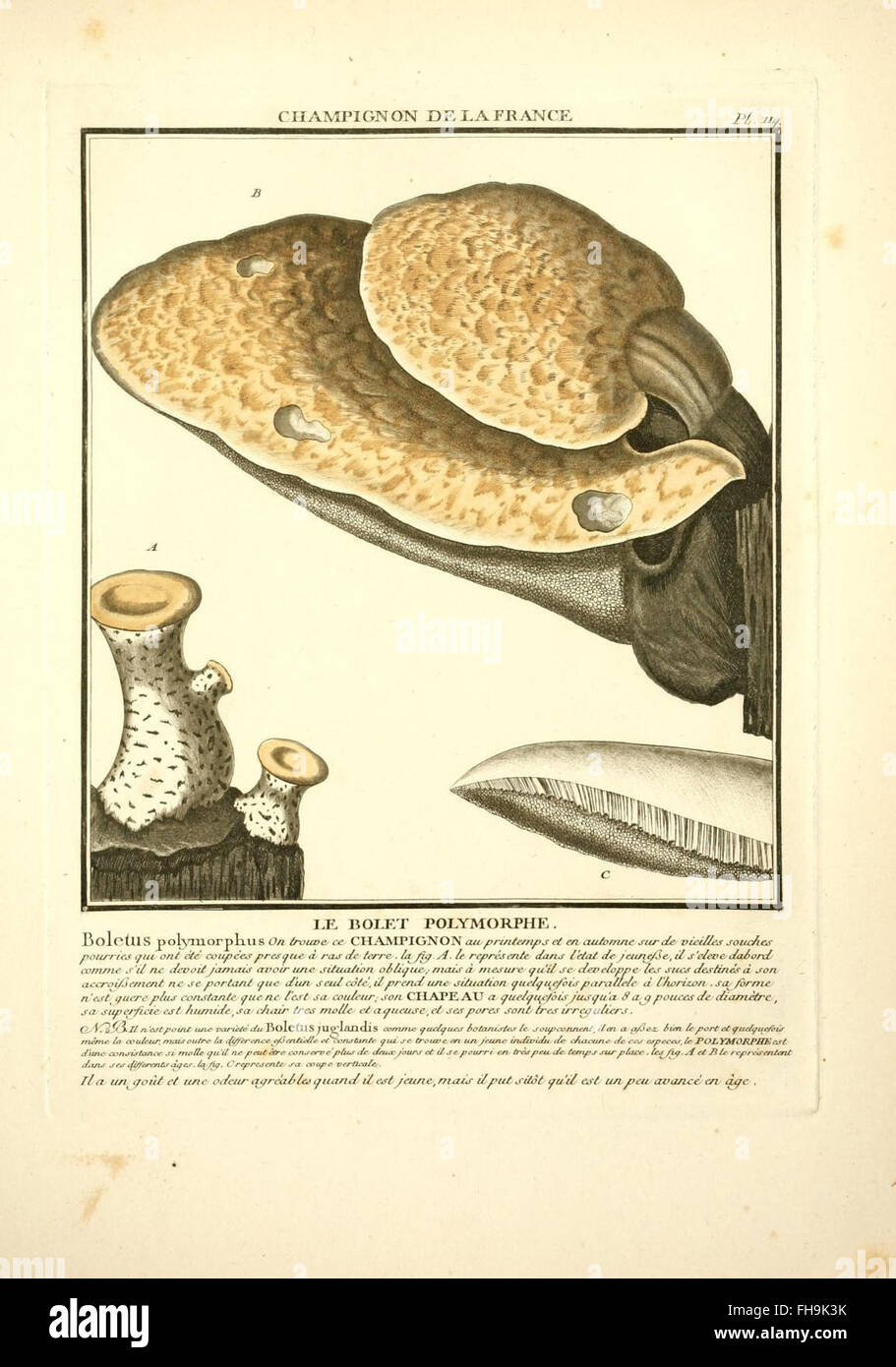An illustrated collection of plants, fungi, and medicinal species from ...