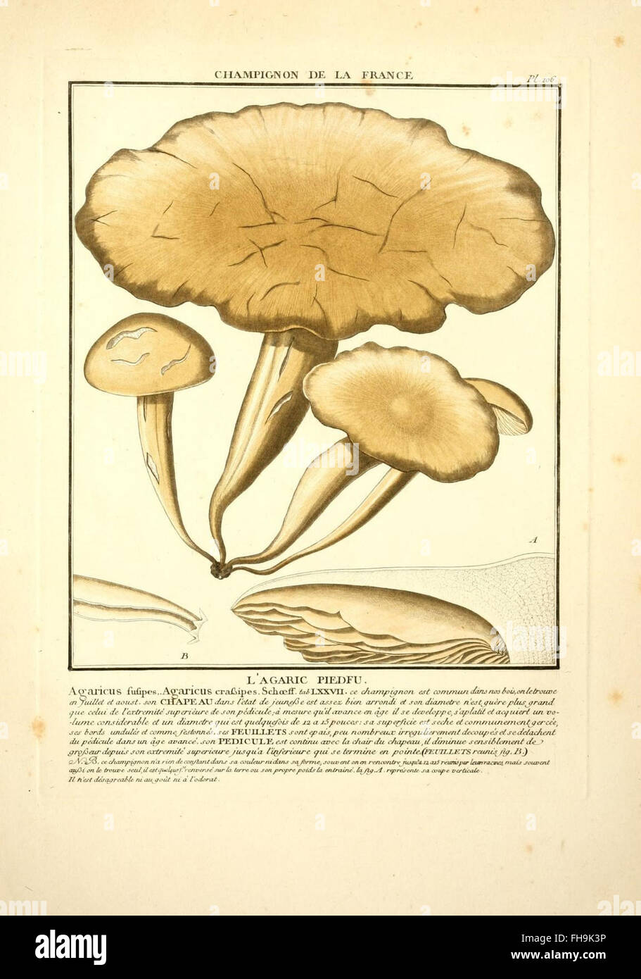 'Herbier de la France' is a botanical work that documents French flora ...