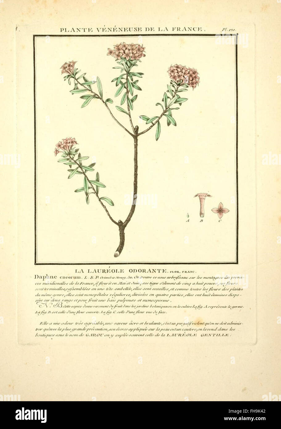 Herbier de la France, a botanical collection documenting the plant ...