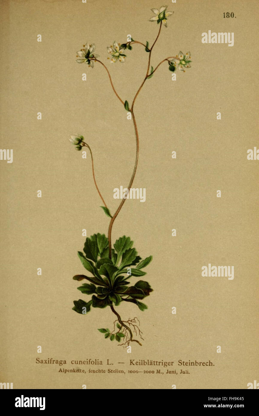 Atlas of Alpine flora, documenting the diverse plant species of the ...