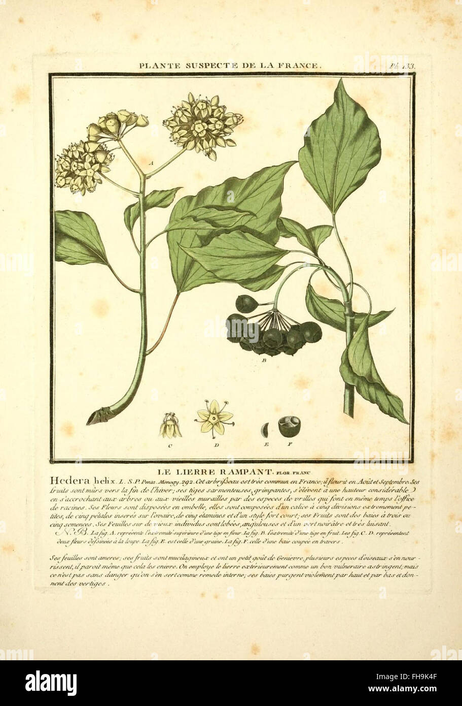 A botanical work on the plants of France, including a focus on fungi ...